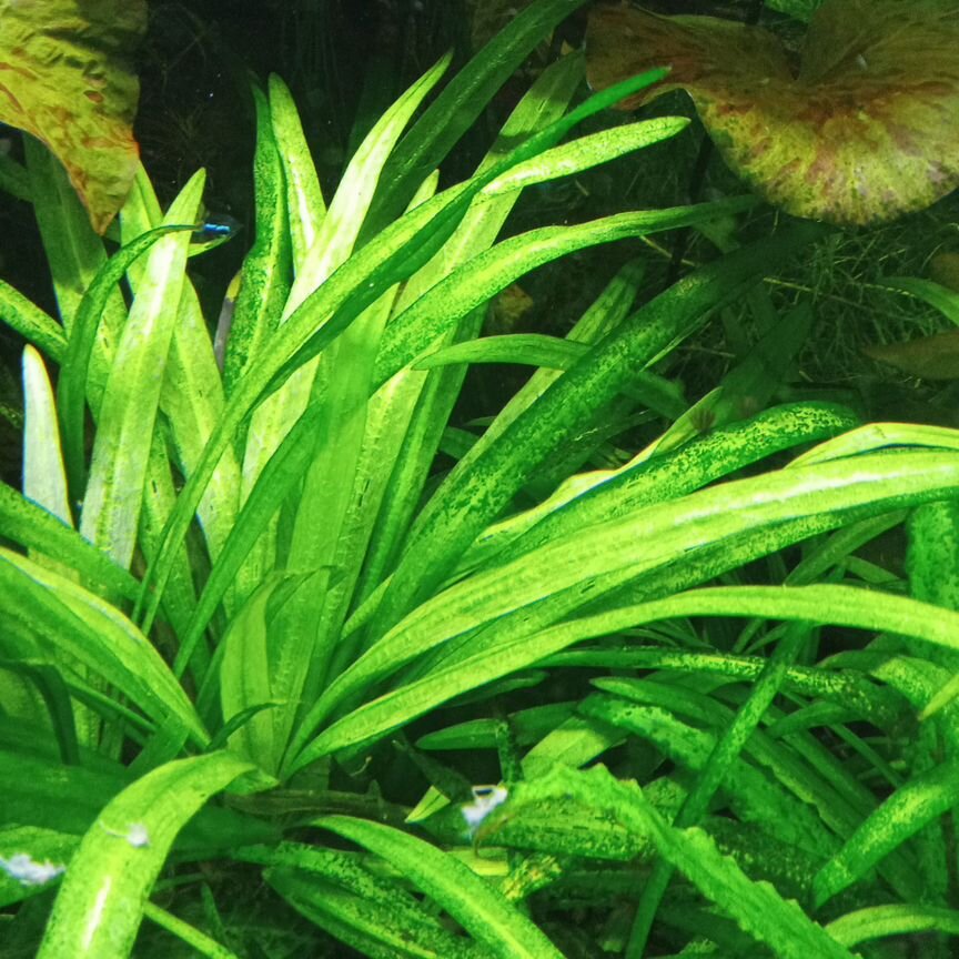 Растение в аквариумное