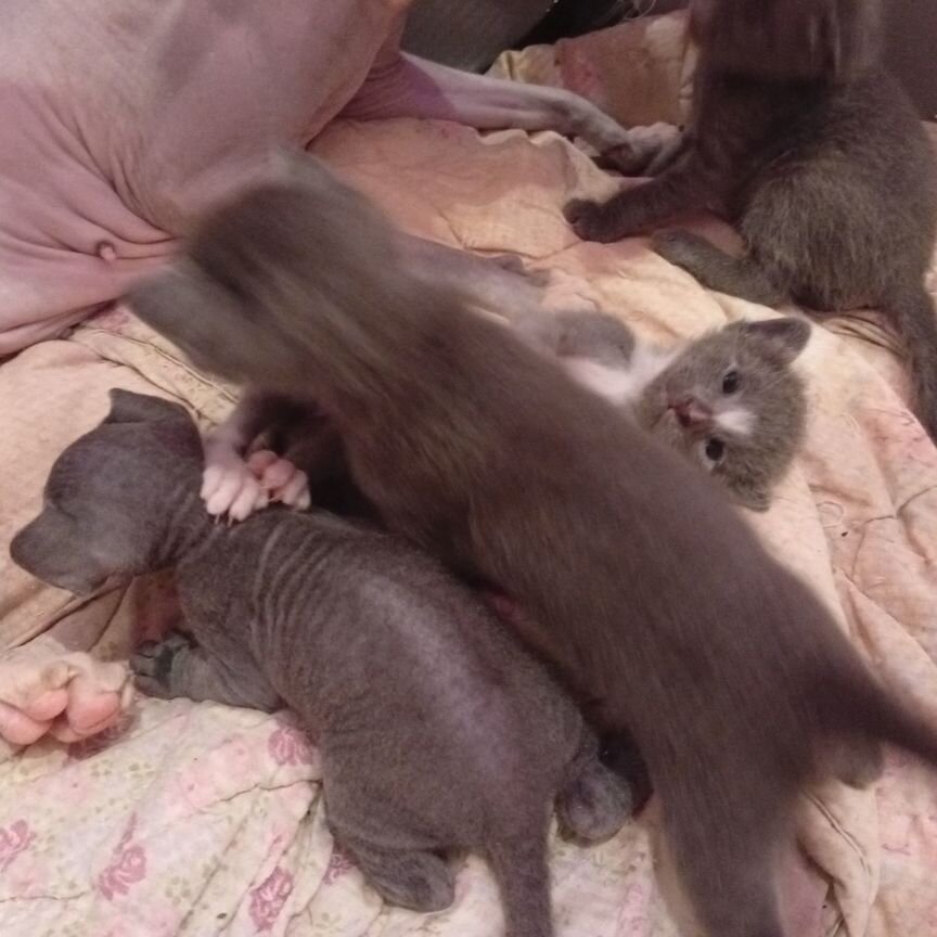 Петерболд котёнок