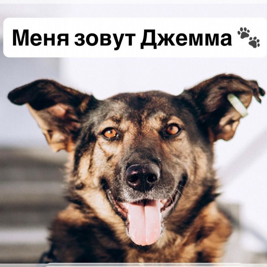 Взрослая собака в добрые руки