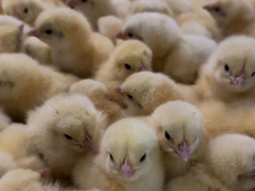 Цыплята подрощенные бройлер