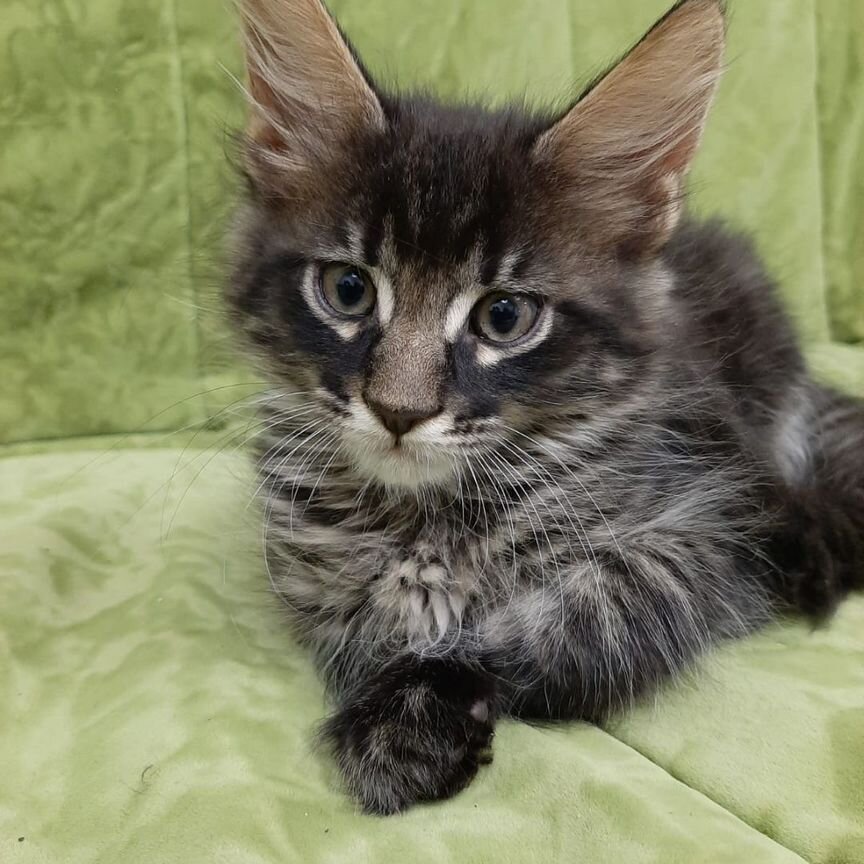 Котята майн-кун