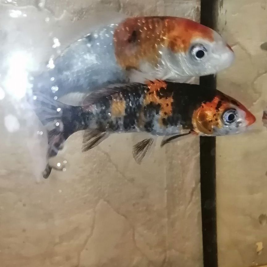 Аквариумные рыбки