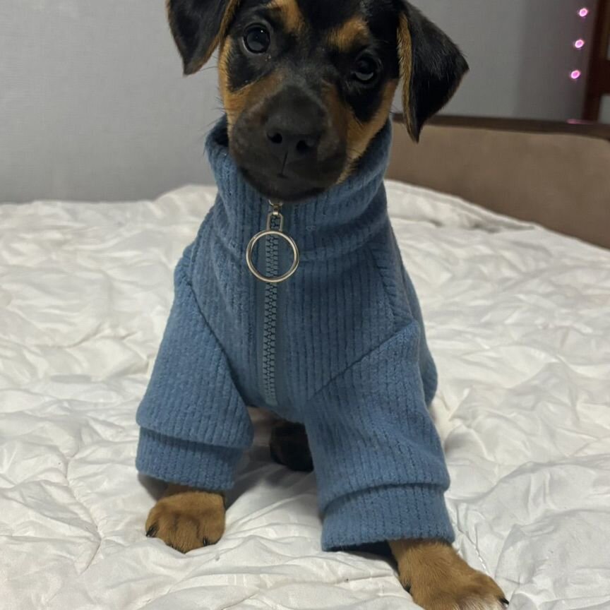 Продам щенка ягдтерьера (девочка)