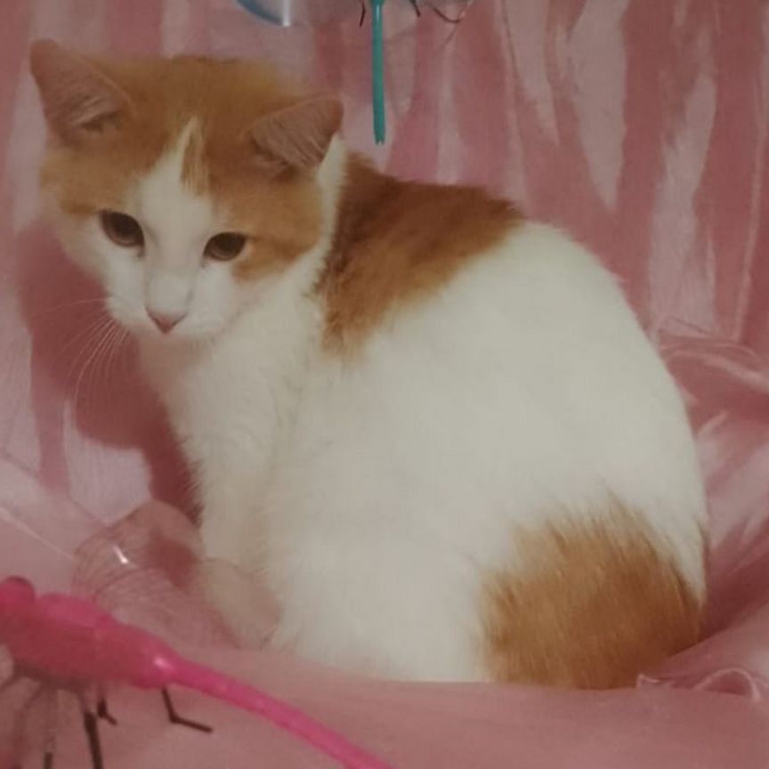 Котенок ласкун