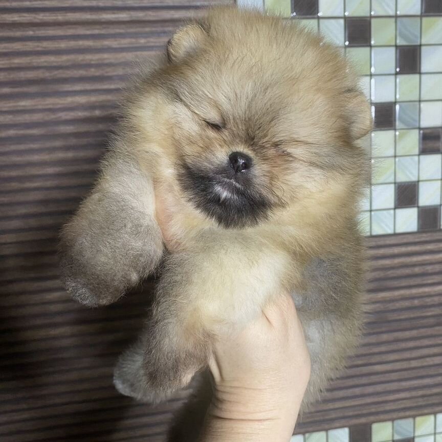 Померанский шпиц микро