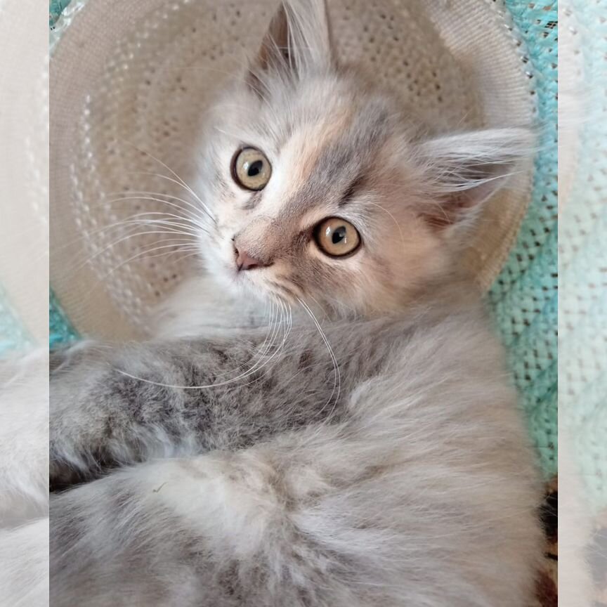 Мышеловка Симочка