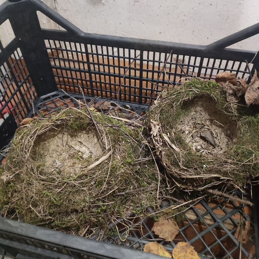 Гнездо птичье натуральное