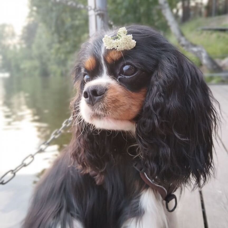 Кавалер кинг чарльз спаниель
