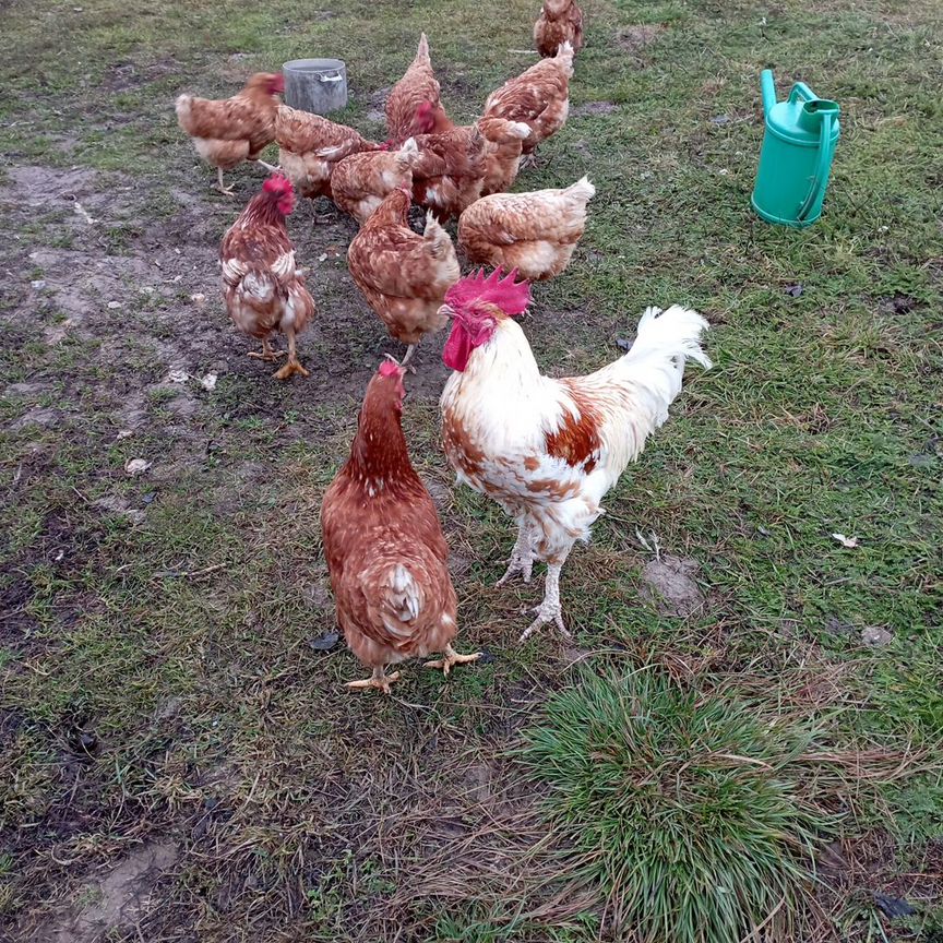Продаю кур несушек 13шт. и петух