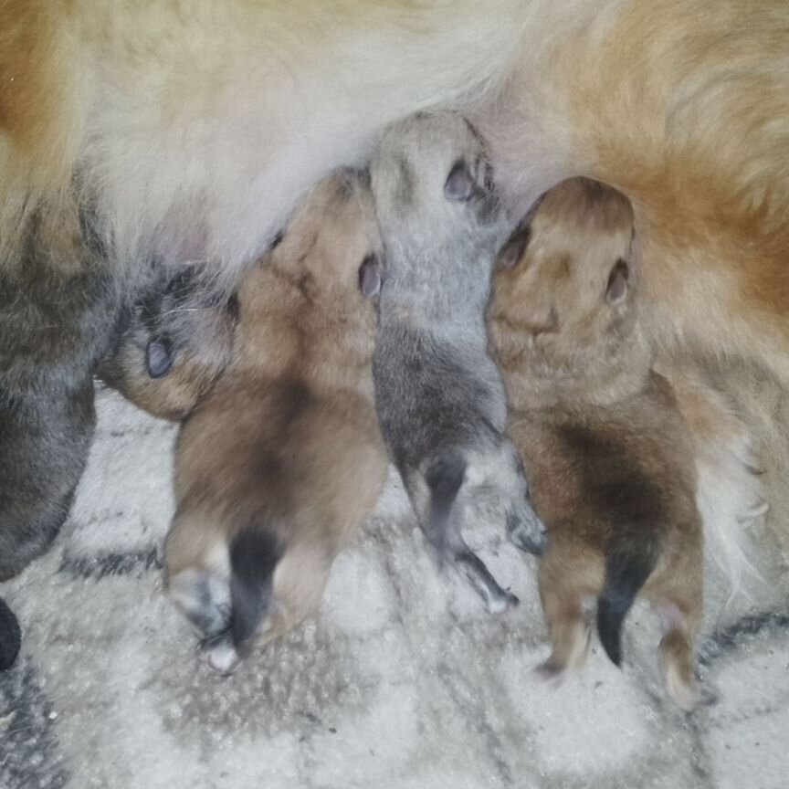 Померанский шпиц, щенок