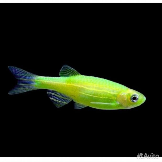 Данио салатовый глофиш рыбки аквариумные и растени