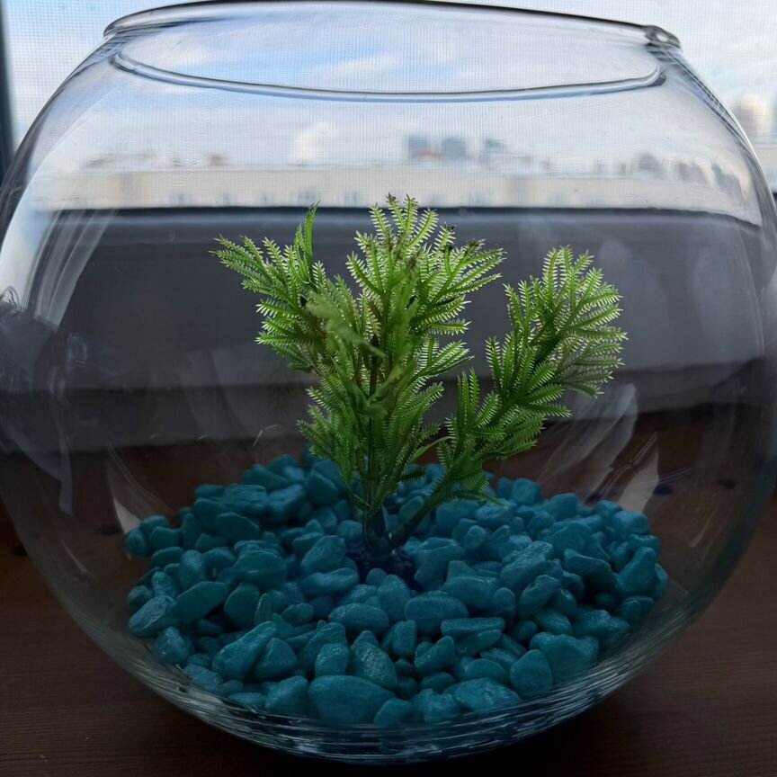 Аквариум для петушка с камнями