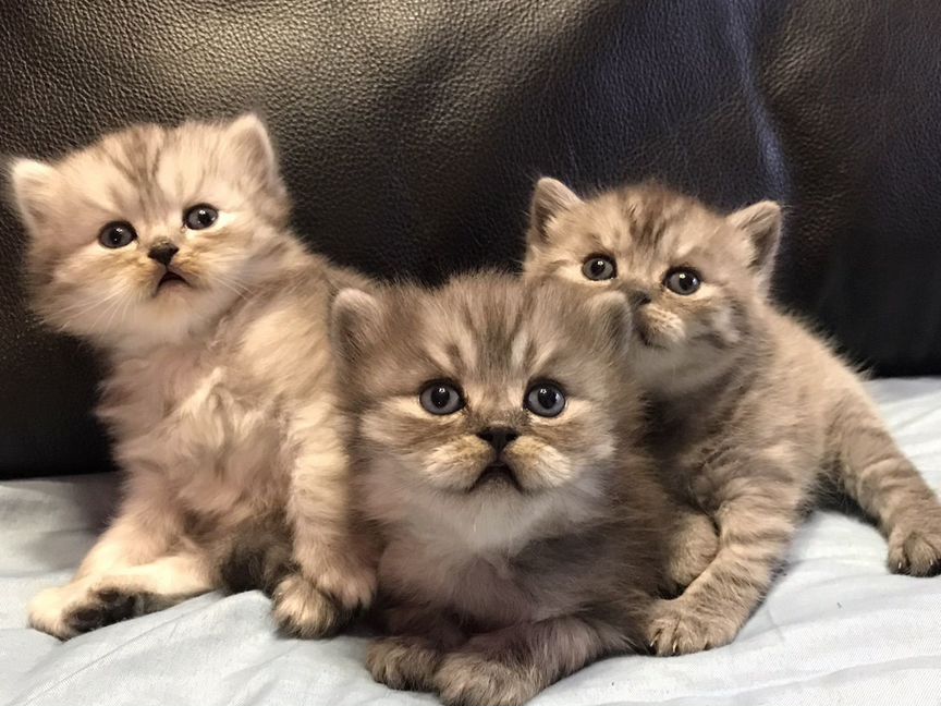 Шотландская кошка