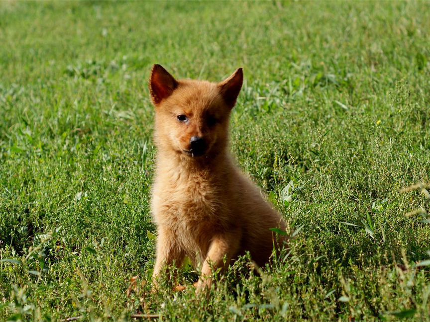 Щенок карело финской лайки