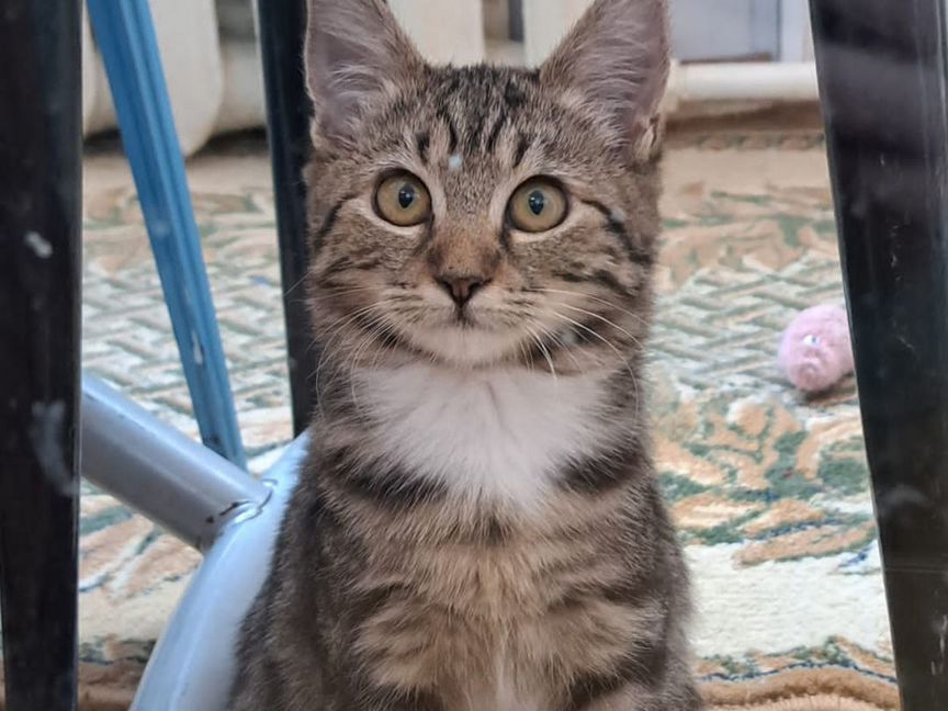 Котенку-девочке нужен дом