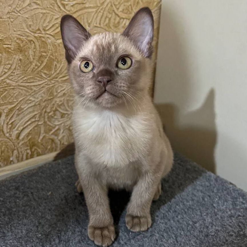 Кошечка европейская бурма с документами