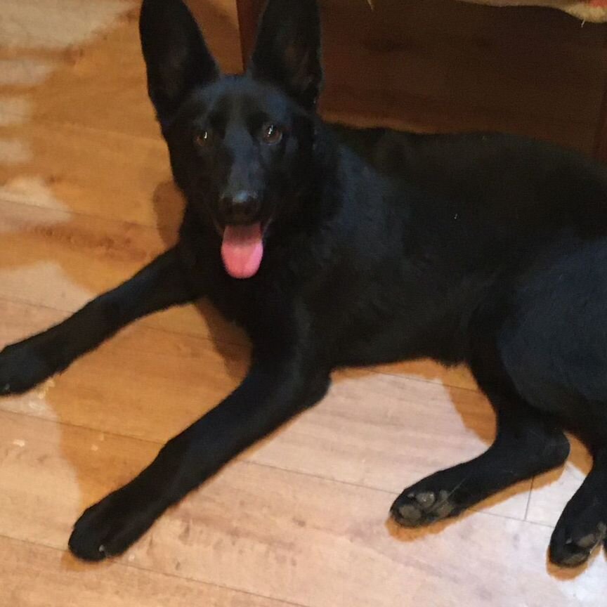 Овчарка,щенок