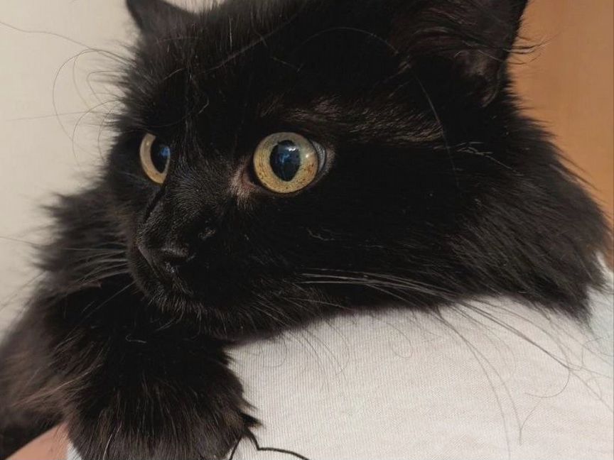 Брошенный котик ищет дом