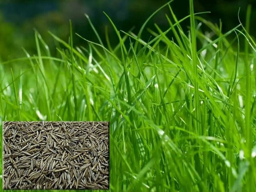 Овсянница луговая