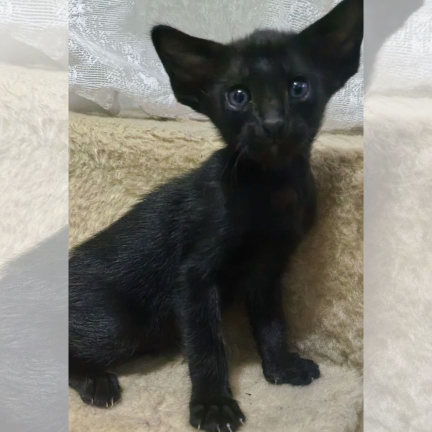 Ориентальный котёнок
