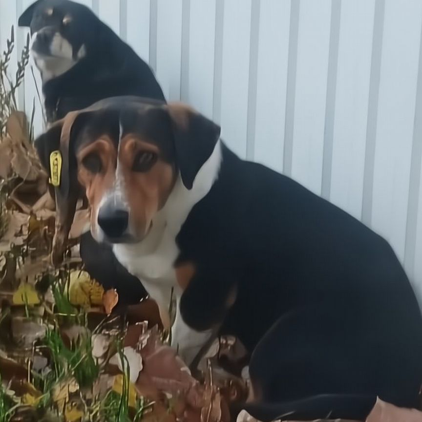 Взрослый пёс в добрые руки