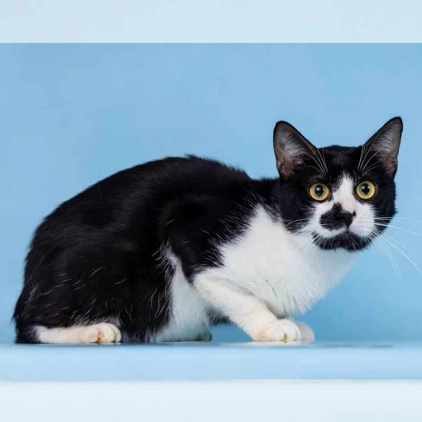 Взрослый кот в добрые руки