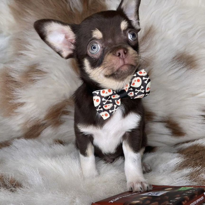 Шоколадный мальчик чихуахуа