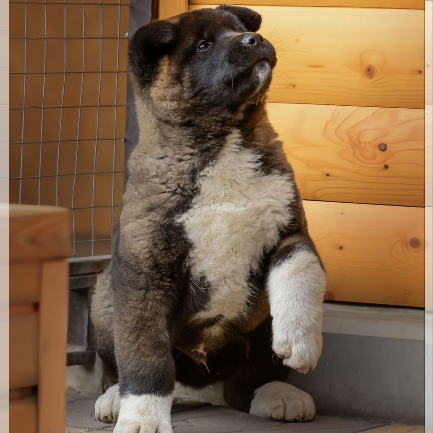 Американская акита, щенок