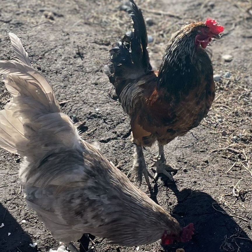 Красивые петушки