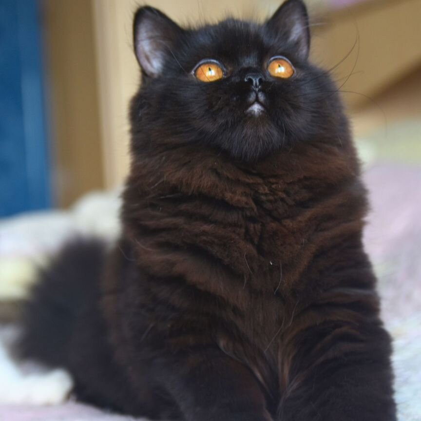 Британский длинношёрстный котёнок