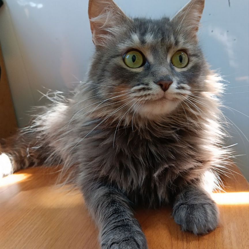 Кошка