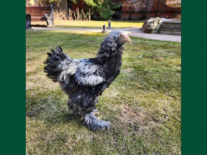 Петухи Брама и Плимутрок