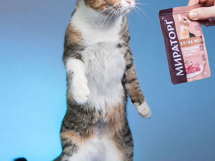 Молоденькая кошечка в дар