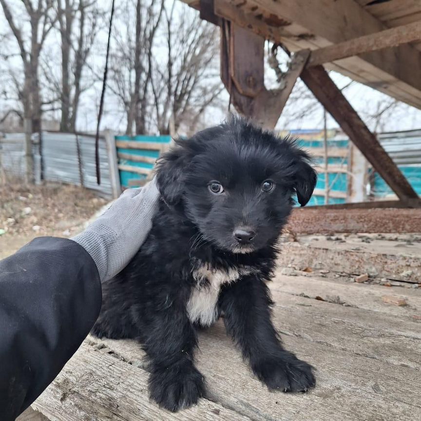 Невероятный обаяшка в дар