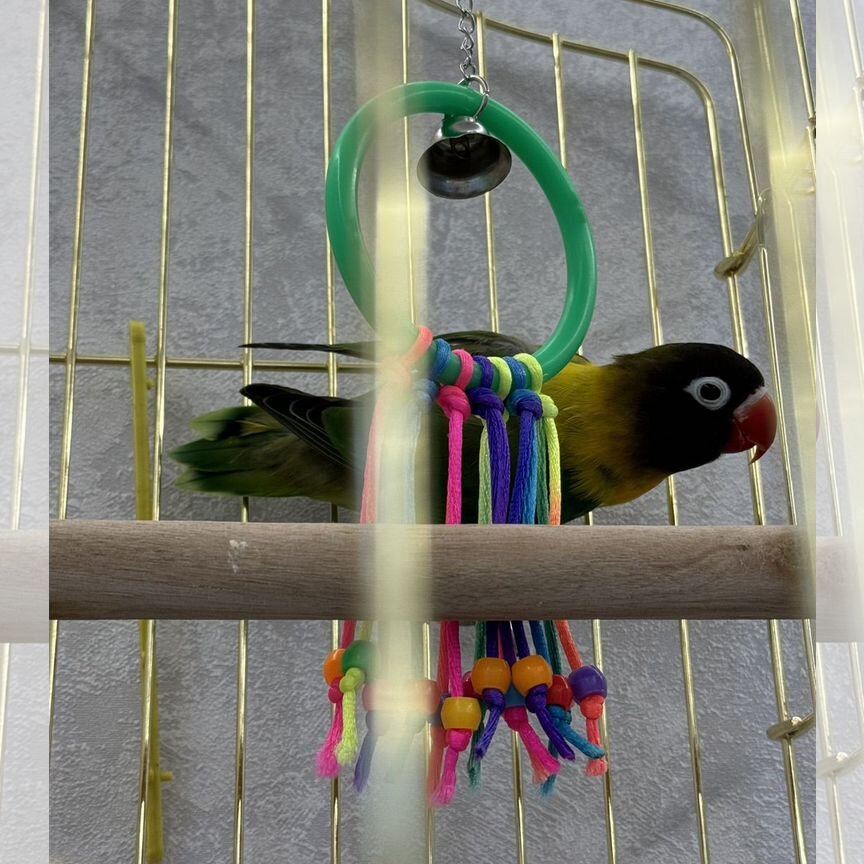 Попугай неразлучники с клеткой