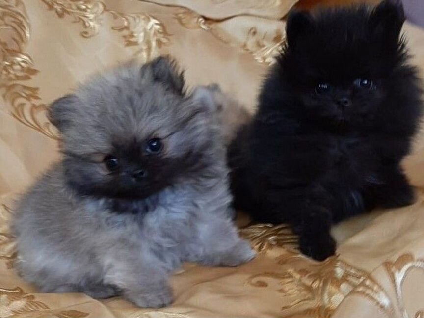 Померанский шпиц мини