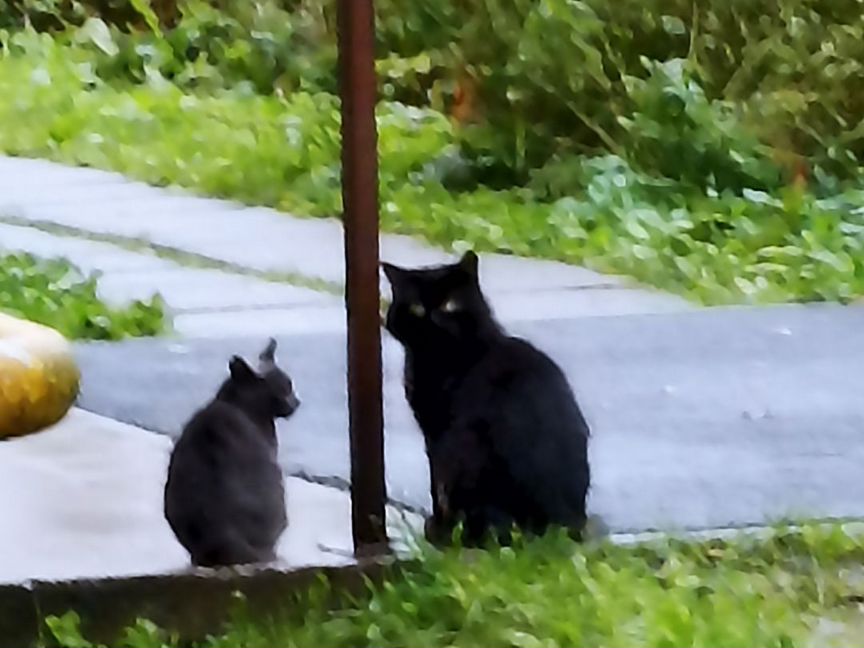 Котёнок мальчик замерзает на улице, кто пожалеет