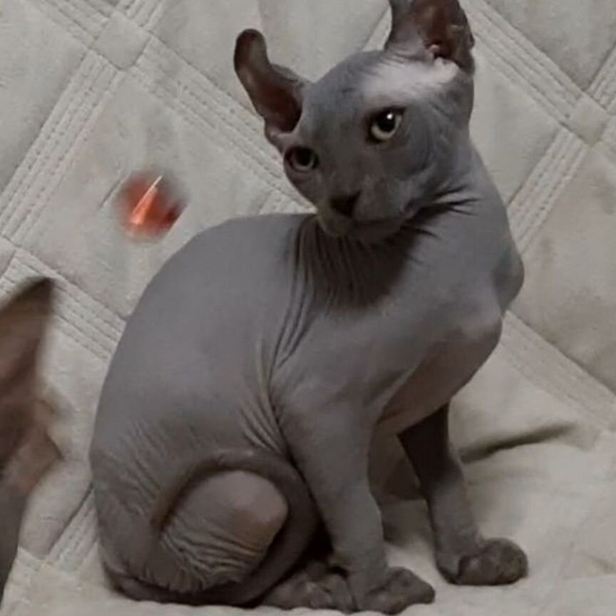 Эльф котёнок