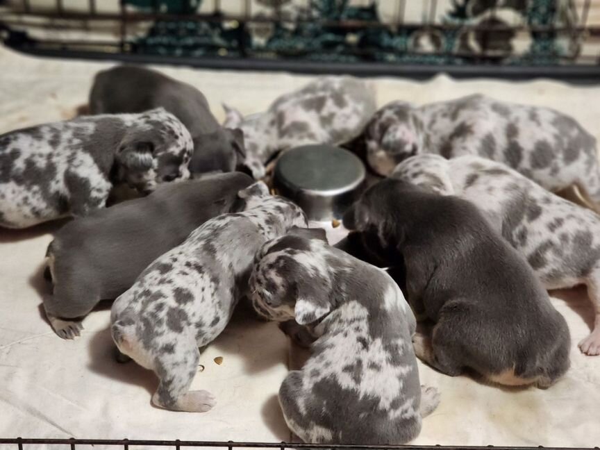 Французята лиловые