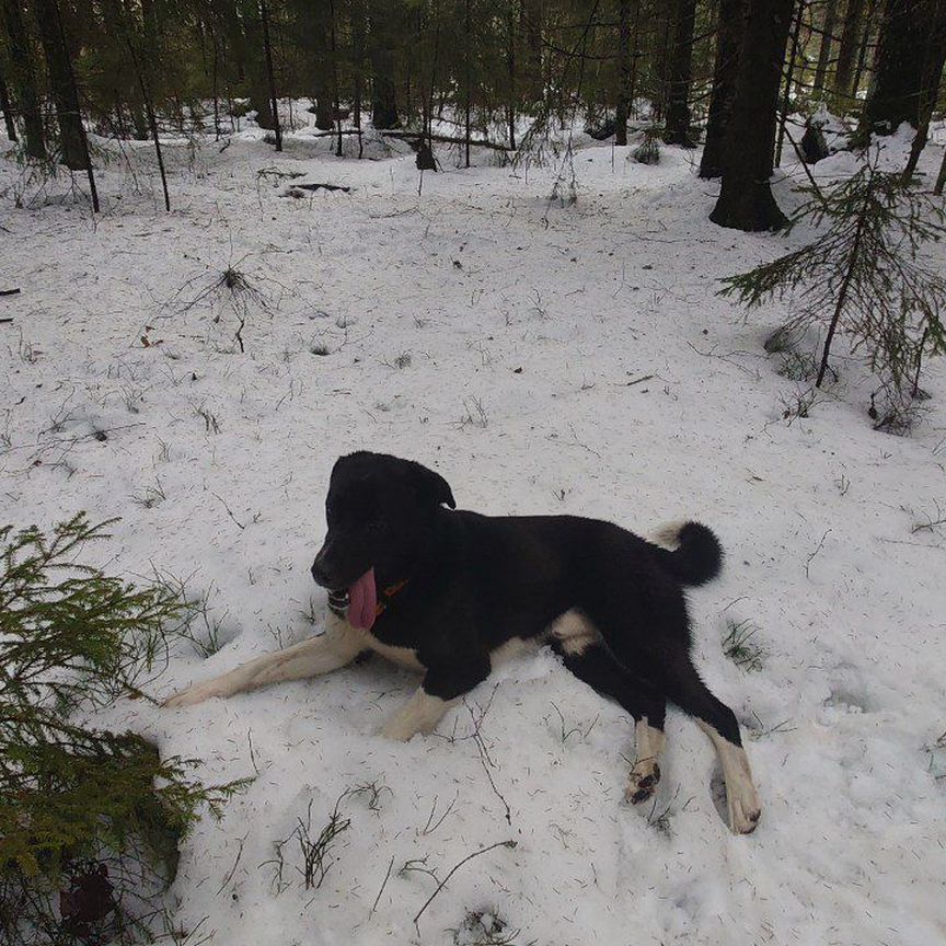 Собака в добрые руки