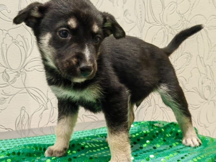 Щенку нужна семья