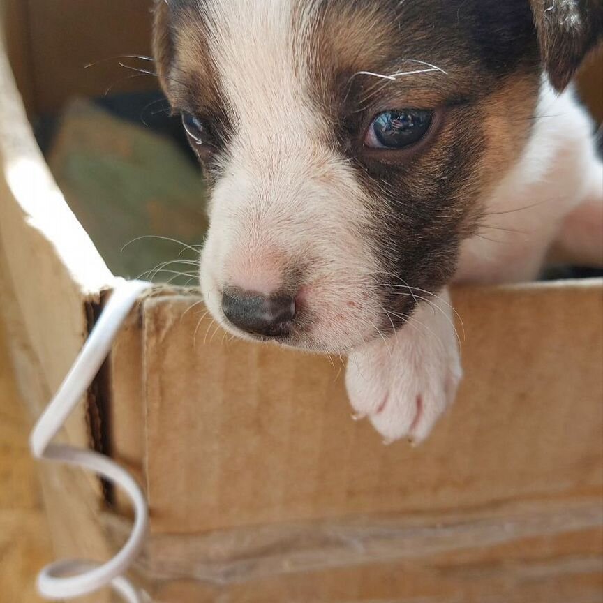 Отдам щенят в добрые руки