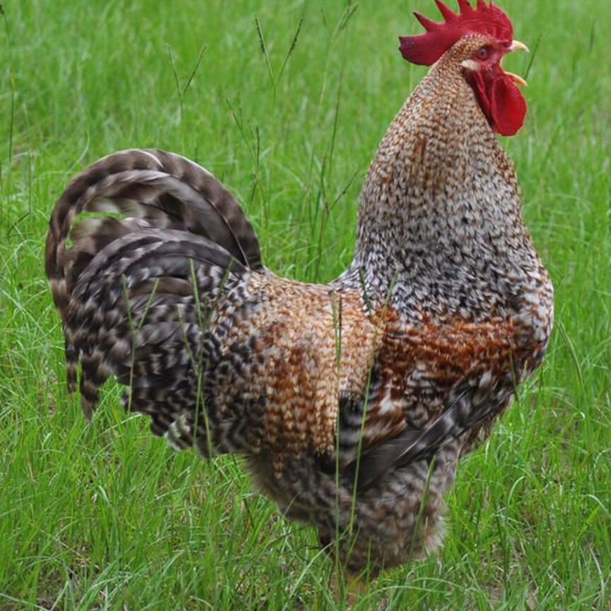 Куры петухи