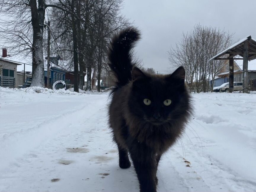 Кошка в дар бесплатно