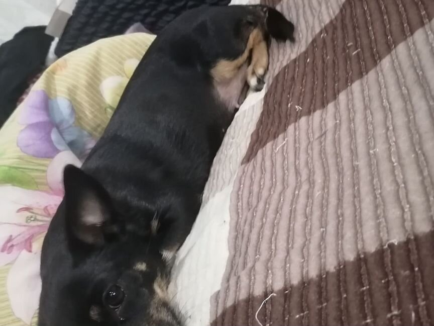 Собака той -терьер в добрые руки отдам бесплатно