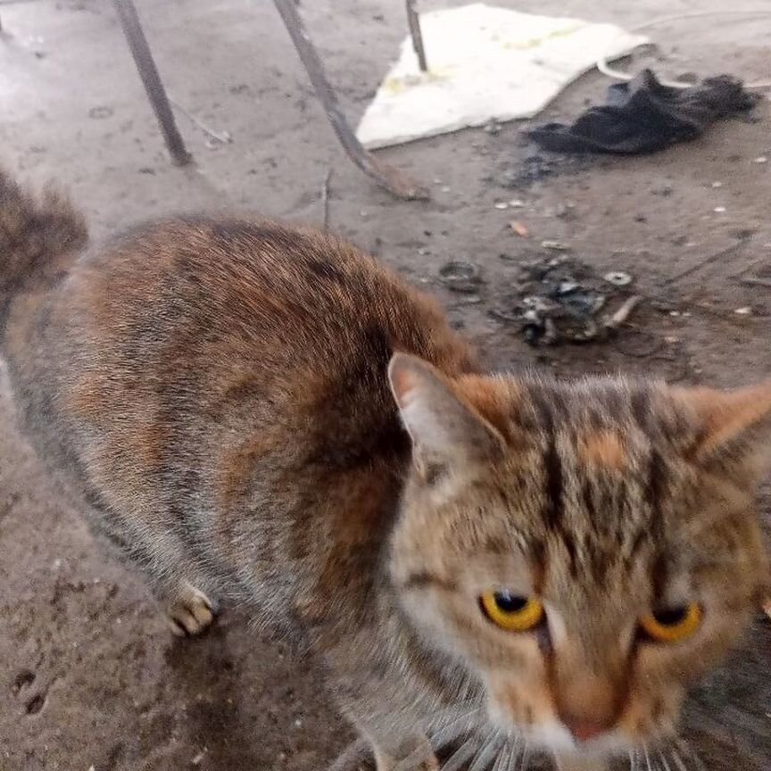 Кошечка