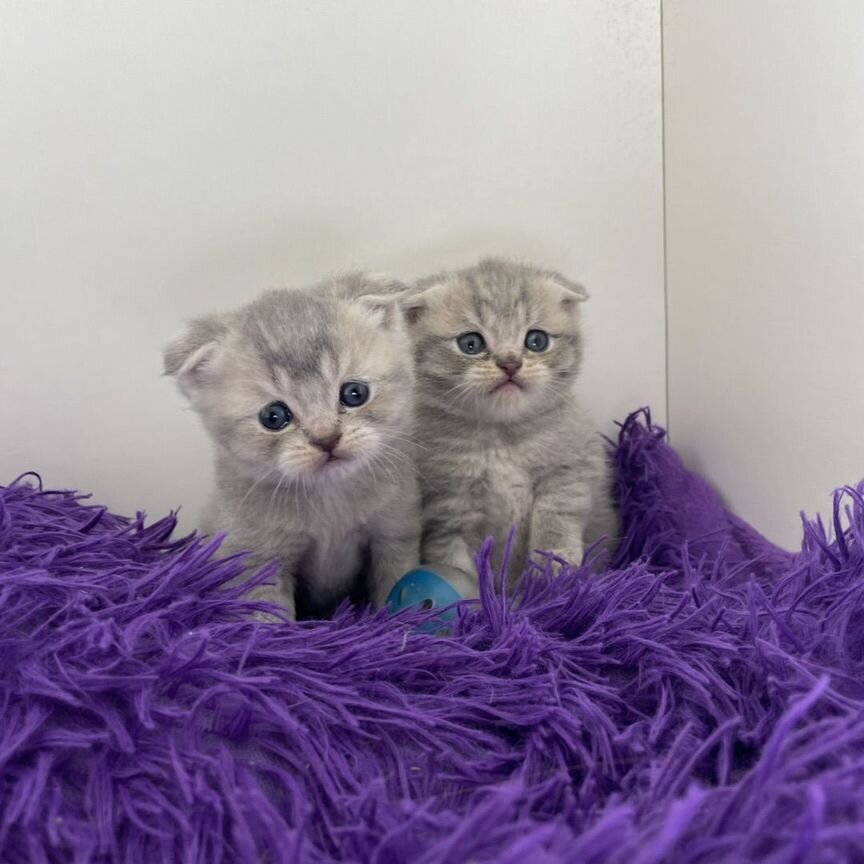Шотландские котята