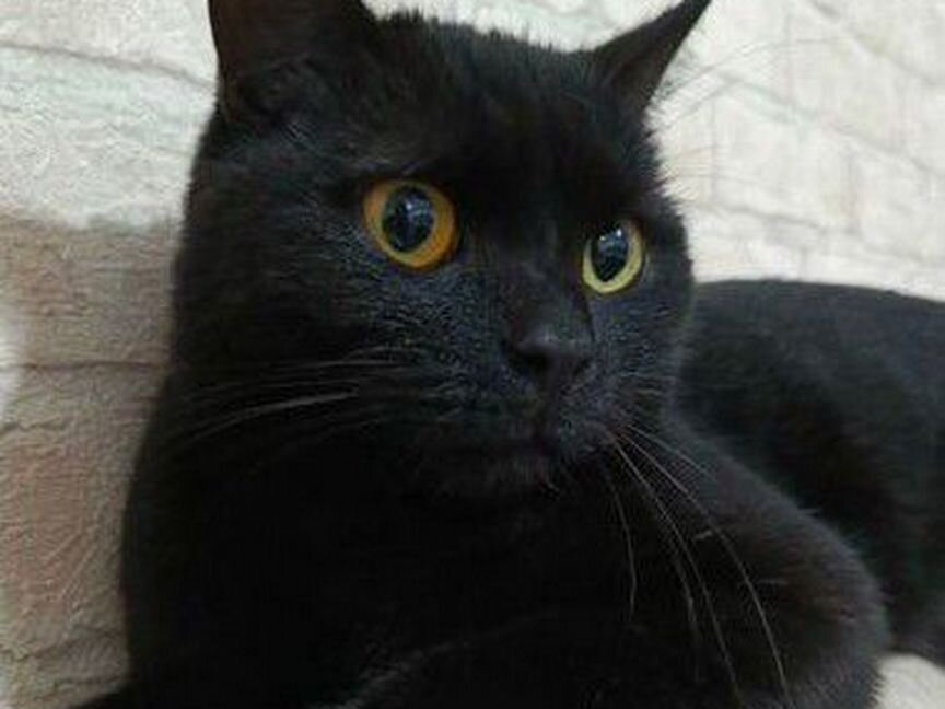 Кот Чипсик