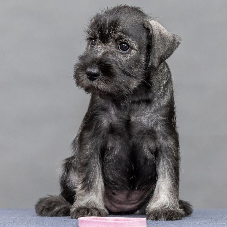 Миттельшнауцер, щенок