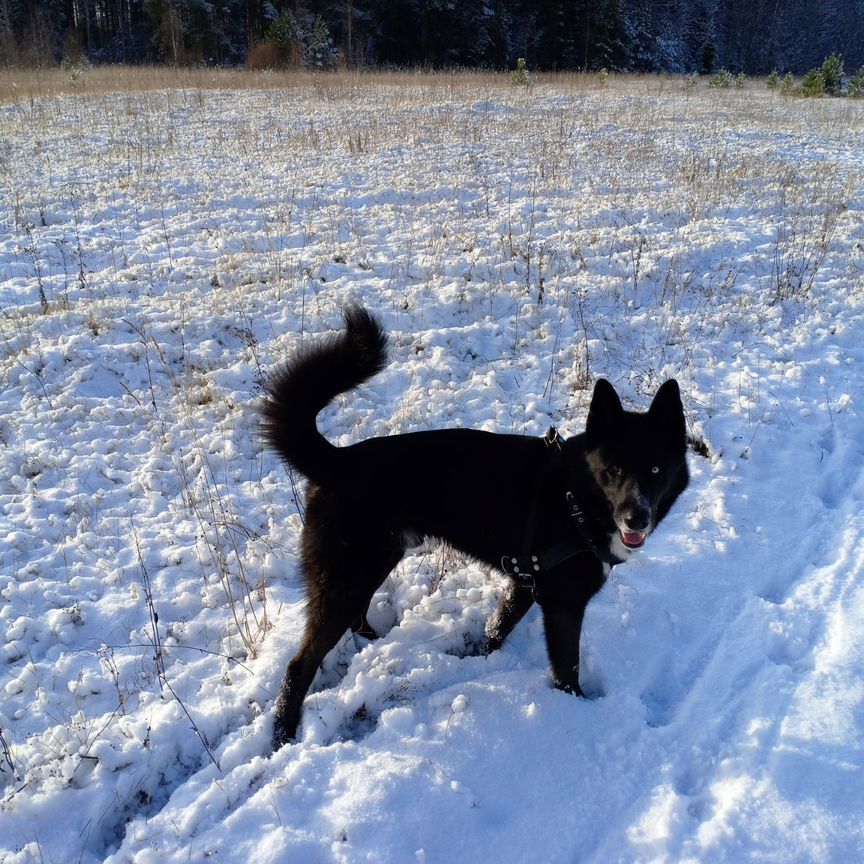 Кобель ищет сучку